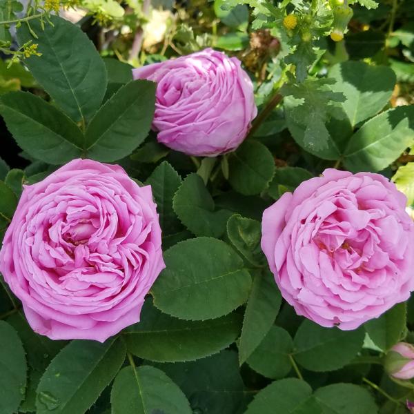 ◆10営業日以内の発送予定◆【品種名】　コンテスセシルドシャブリアン【学　名】　Contess Cecile de Chabrillant【作　出】　1858【樹　高】　1.5〜1.8m【花　色】　ピンク【花弁数】　80〜90【花　径】　5...