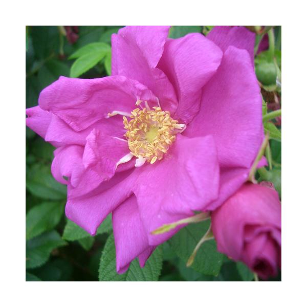 ◆10営業日以内の発送予定◆【品種名】　ロテスマー【学　名】　Rotes Meer【作出年】　1983【樹　高】　1.2〜1.4m【花　色】　紫が入るローズピンク【花弁数】　18〜25【花　径】　10〜12cm【開き方】　丸弁平咲き【形　状...