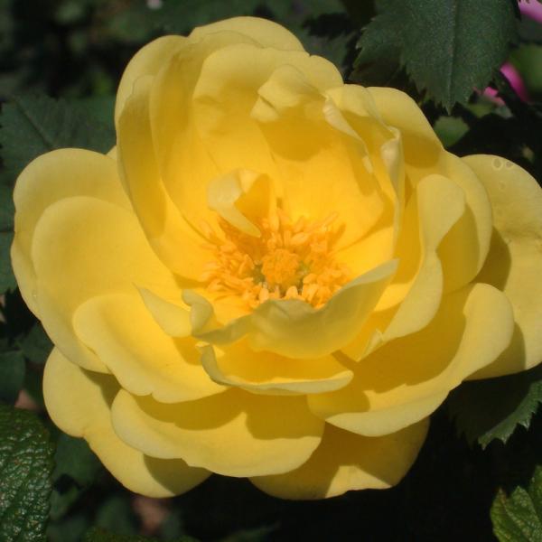 ◆10営業日以内の発送予定◆【品種名】　ハリソンズイエロー【学　名】　Harrison’s Yellow【作　出】　1824【樹　高】　約2.5m【花　色】　黄【花弁数】　10〜20【花　径】　約3cm【開き方】　丸弁平咲き【形　状】　つる...