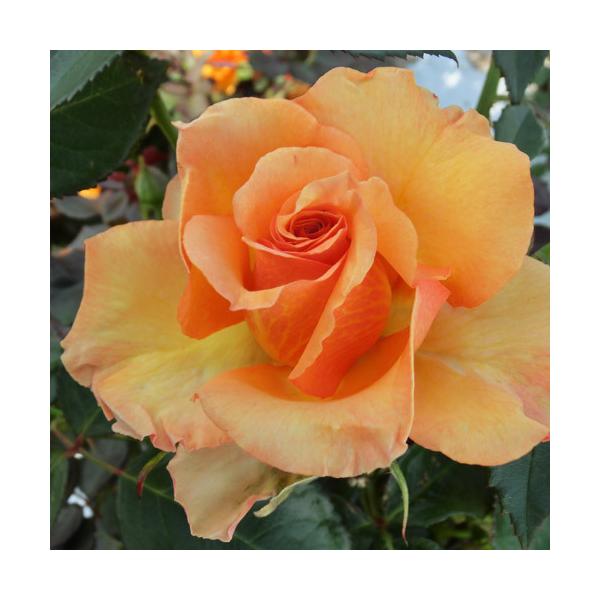 ◆10営業日以内の発送予定◆【品種名】　サンストラック【学　名】　Sunstruck【作　出】　2006【樹　高】　1.0〜1.2m【花　色】　黄金色を帯びたアプリコットの花色に裏弁が黄色というユニークな花色【花弁数】　約30【花　径】　1...