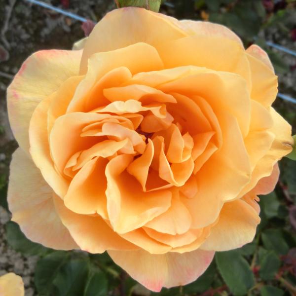 ◆10営業日以内の発送予定◆【品種名】　ストライクイットリッチ【学　名】　Strike It Rich【作　出】　2007【樹　高】　1.2〜1.5m【花　色】　濃いオレンジイエローで弁縁がピンクを帯びる【花弁数】　約30【花　径】　8〜1...