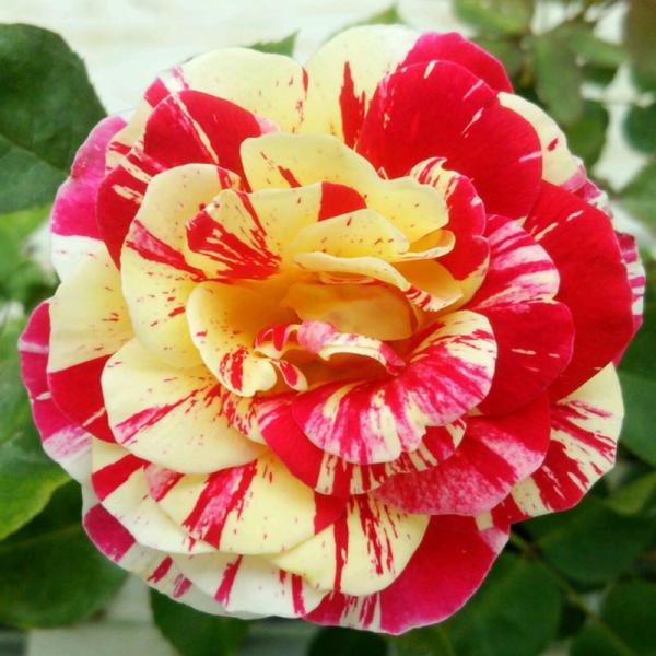 ◆10営業日以内の発送予定◆【品種名】　ジョージバーンズ【学　名】　George Burns【作　出】　1998【樹　高】　0.6〜0.8m【花　色】　赤と黄の絞り【花弁数】　20〜25【花　径】　6〜8cm【開き方】　丸弁平咲き【形　状】...