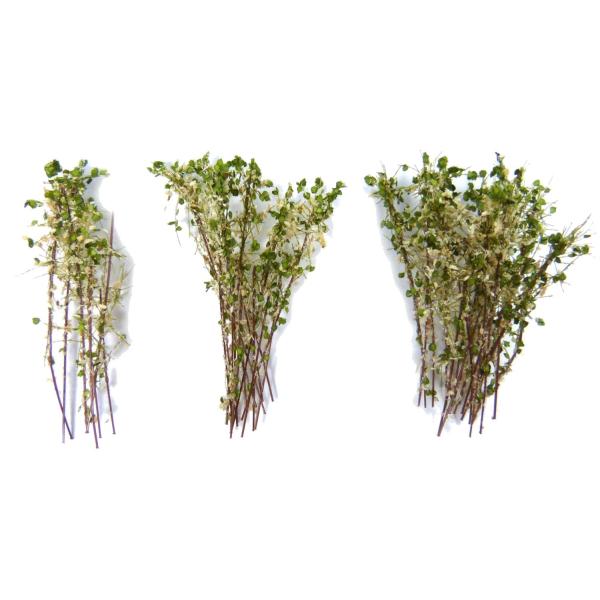 【商品概要】フリースケールのジオラマ素材区画を設けたり家畜の囲い代わりに使われる生垣に見られる比較的背の高い潅木を再現潅木の先端にはまだ緑が残っている初秋の頃か寒さが和らいだ初春と言った季節の表現8x8x3cmの密集した低木群 1セット入り...