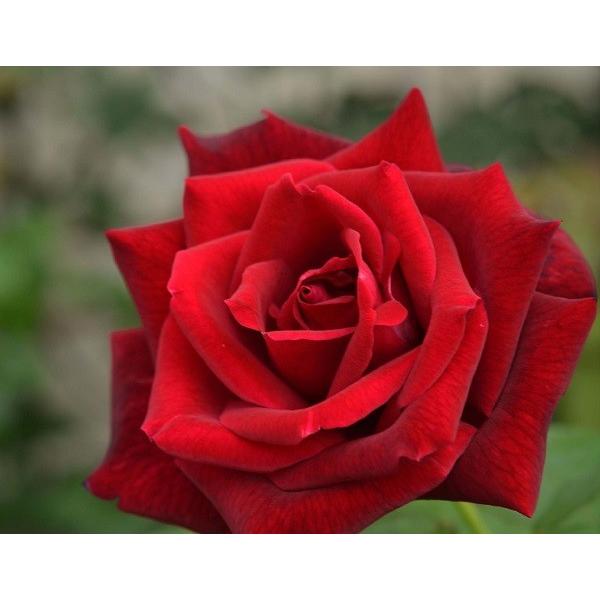 【発売日：2026年04月10日】パパ　メイアン Papa Meilland 四季咲き大輪系 ハイブリッド・ティー（HT）作出国: フランス作出会社: メイアン発表年:1963 年花色: ビロードがかる黒赤花形: 半剣弁高芯咲花弁数: 25...