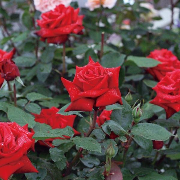 【発売日：2026年04月10日】イングリッド バーグマン Ingrid Bergman 四季咲き大輪系 ハイブリッド・ティー（HT） 作出国: デンマーク 発表年:1984 年 花色: 鮮やかな深赤色 花径: 10〜12 cm 花形： 半...