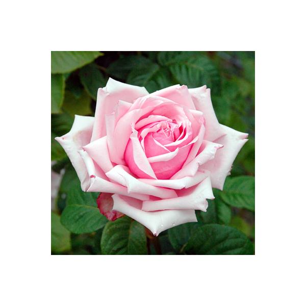 ラ・フランスLa France 四季咲き大輪系 ハイブリッド・ティー（HT） 麗しのヴィンテージ・ローズ作出国: フランス発表年: 1867 年花色: シルバーピンク花形: 半剣弁抱え咲き花径: 12 cm芳香の強さ: 強香1867年にJe...