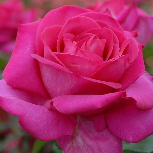 パローレ Parole 四季咲き　大輪系 ハイブリッド・ティー（HT）作出国: ドイツ作出会社: コルデス発表年: 2001 年花色: マジェンタピンク花形: 剣弁高芯咲花弁数: 30 枚花径: 13〜15 cm樹高: 1.3 m樹形: 半...