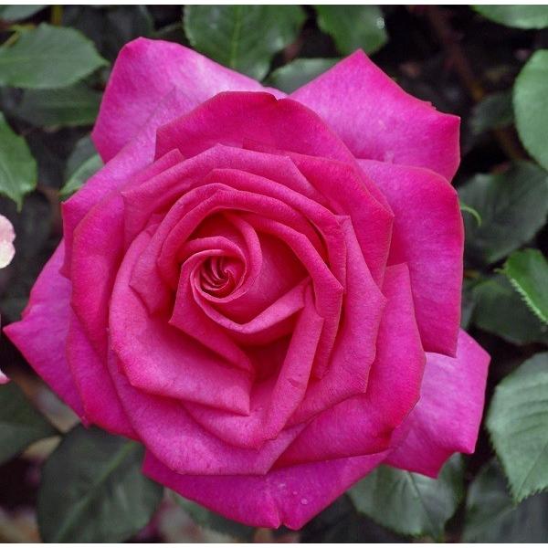 パローレ Parole 四季咲き　大輪系 ハイブリッド・ティー（HT）作出国: ドイツ作出会社: コルデス発表年: 2001 年花色: マジェンタピンク花形: 剣弁高芯咲花弁数: 30 枚花径: 13〜15 cm樹高: 1.3 m樹形: 半...