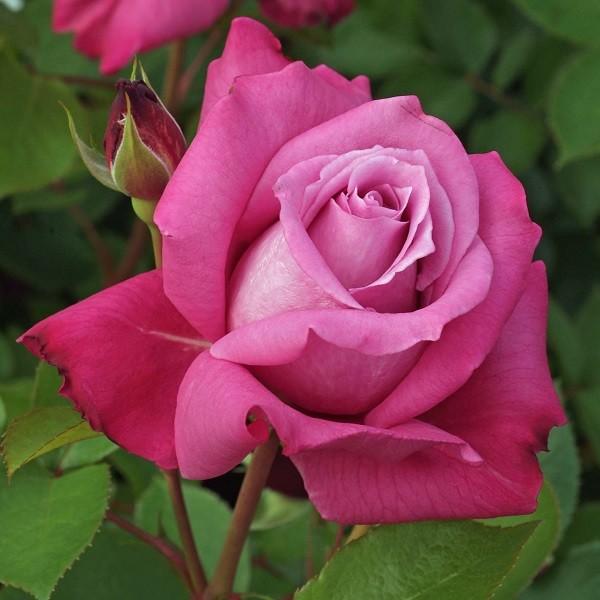 ブルー　パフューム Blue Perfum 四季咲き 大輪系 ハイブリッド・ティー（HT）作出国: ドイツ作出会社: タンタウ発表年: 1978 年花色: 赤藤色花形: 半剣弁咲花弁数: 40 枚花径: 13 cm樹高: 1.1〜1.2 m...