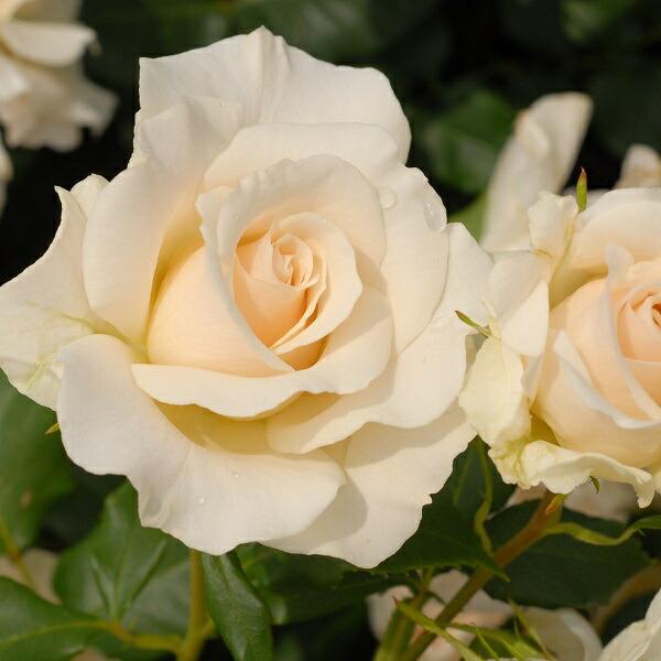 フレンチ　レース French Lace 四季咲き　中輪系 フロリバンダ（FL）作出国： アメリカ作出会社: J&amp;P発表年: 1982 年花色: アイボリーホワイト花形: 波状弁咲花弁数: 30 枚花径: 7〜10 cm樹高: 1〜...