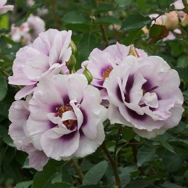 【発売日：2026年05月01日】アイズ　フォー　ユー Eyes for You 四季咲き中輪系 フロリ・バンダ（FL）作出国: イギリス作出会社: ワーナー発表年: 2009 年花色: ラベンダーの花弁に、赤紫色の大きな目花形: 平咲花径...