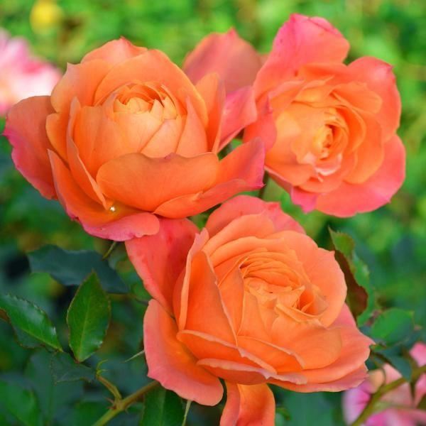 ディズニーランド　ローズ Disneyland rose 農林水産省登録品種　登録品種名：ジャクマウス四季咲き　中輪系 フロリバンダ（FL）作出国： アメリカ作出会社: J&amp;P発表年: 2003 年花色: オレンジ〜ピンク花形: 半...