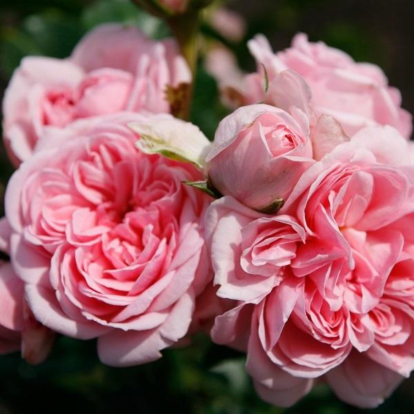 シンデレラ Cinderella 　農林水産省登録品種　登録品種名：KORFOBALT四季咲き　つるバラ系（ＣＬ）　Climbing Roses 作出国: ドイツ 作出会社: コルデス 発表年: 2003 年 花色: ソフトピンク 花形: ...
