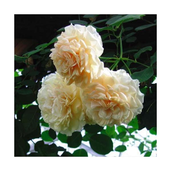 バフ　ビューティ Buff Beauty 返り咲き　つるバラ系（ＣＬ）　Climｂing Roses作出国: イギリス発表年: 1939 年花色: イエロークリーム色花形: 半八重剣弁高芯咲→ロゼット咲花弁数: 10〜15 枚花径: 8cm...