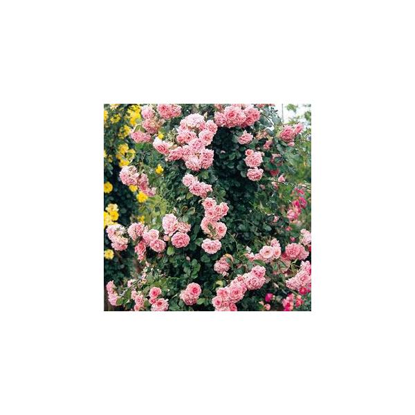 ドリーム　ウィーバー Dream Weaver 四季咲き　つるバラ系（ＣＬ）　Climｂing Roses作出国: アメリカ作出会社: J&amp;P発表年: 1996 年花色: 落ち着いた桃花形: 波状弁高芯咲花弁数: 40 枚花径: 7...