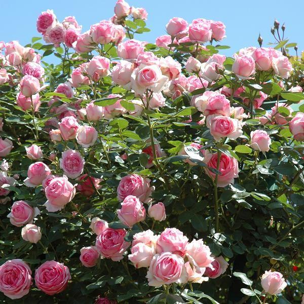 ツル．ヒストリー Cl.History 四季咲き　つるバラ系（ＣＬ）　Climｂing Roses作出国: ドイツ作出会社: タンタウ発表年: 2009 年花色: ピンク花形: ロゼット咲花弁数: 40 枚花径: 10〜12 cm樹高: 3...