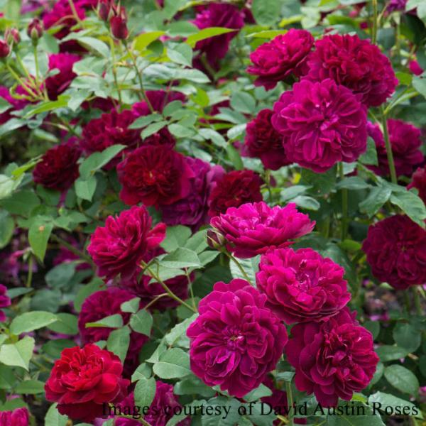 ダーシー・バッセル：Darcey Bussell (Ausdecorum) 農林水産省登録品種イングリッシュローズ ：David Austin 花形 　八重/多弁 強健さ　 強い 香り　 心地よいフルーティーな香り 連続咲き 非常に返り咲く...