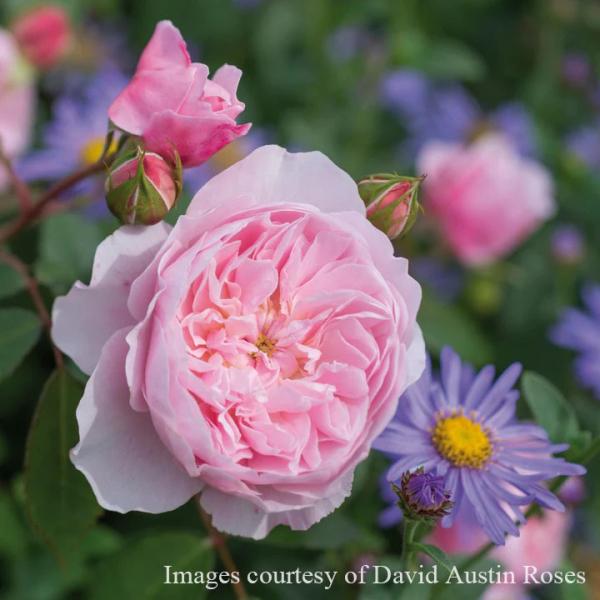 ウィズレー2008：Wisley 2008 (Ausbreeze)  農林水産省登録品種イングリッシュローズ：David Austin 花形 　八重/多弁 強健さ　 強い 香り　 ラズベリーと紅茶の混ざった、心地よい新鮮なフルーツの香り 連...