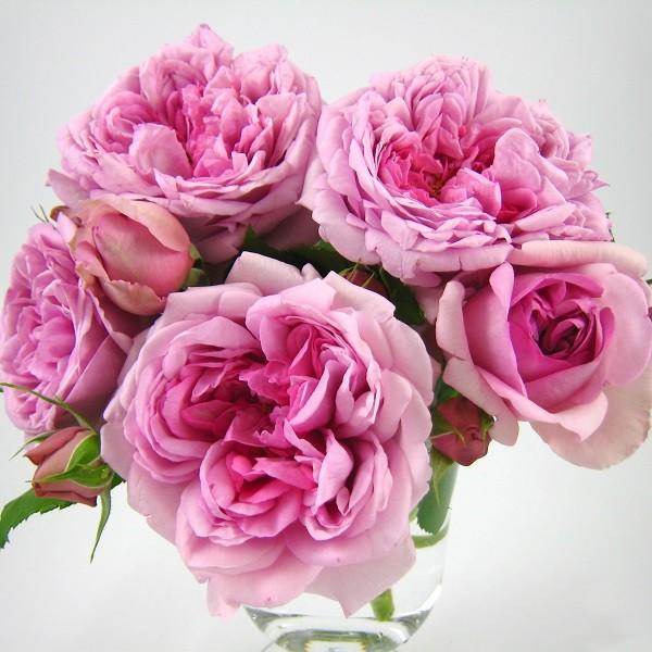 【発売日：2026年04月13日】ローズ・ポンパドゥールRose Pompadour  農林水産省登録品種 フレンチローズ（デルバール）：スヴニール・ダムールシリーズ　四季咲き大輪系作出国： フランス花色： ピンク花期： 四季咲き樹高・幅：...