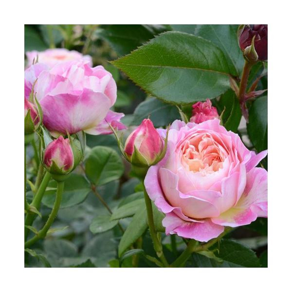 クロードモネClaude Monet　農林水産省登録品種四季咲き大輪系 フレンチローズ（デルバール） ペインターシリーズ作出国： フランス花色： 黄・ピンク絞り花期： 四季咲き樹高・幅： 1.0×0.8m樹形： シュラブ花径： 8ｃｍ、大輪...