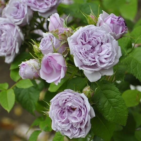 【発売日：2026年04月13日】ル・シエル・ブルーLe Ciel Bleu  農林水産省登録品種 Rosa Orientis　四季咲き中輪系作出国： 日本花色： 藤色〜モーヴピンク花期： 四季咲き樹高・幅： 1.2m×1.0m樹形： シュ...