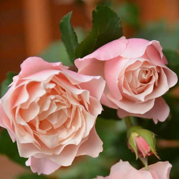 【発売日：2026年04月13日】ダフネ Daphne 農林水産省登録品種Rosa Orientis　四季咲き中輪系作出国： 日本花色： ピンク花期： 四季咲き樹高・幅： 1.4m×1.2m樹形： シュラブ花径： 6〜7cm花形： 波状弁八...