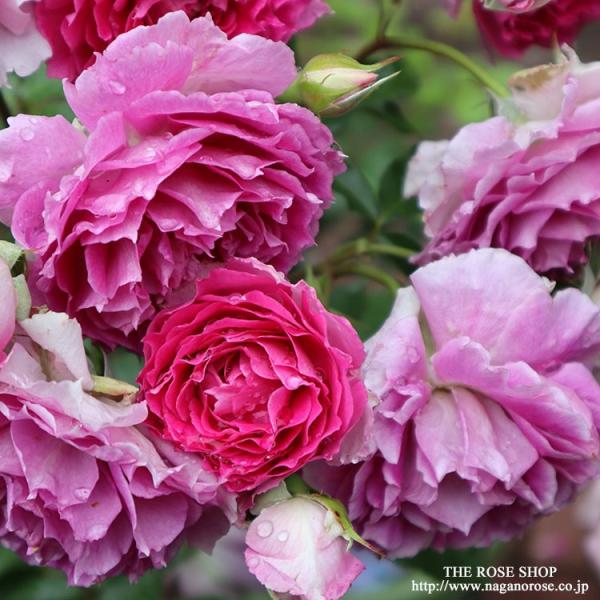 【発売日：2026年04月13日】シェエラザード Sheherazad  農林水産省登録品種 Rosa Orientis　四季咲き中輪系作出国： 日本花色： 紫ピンク花期： 四季咲き樹高・幅： 1.0m×0.8m樹形： スプレーブッシュ花径...