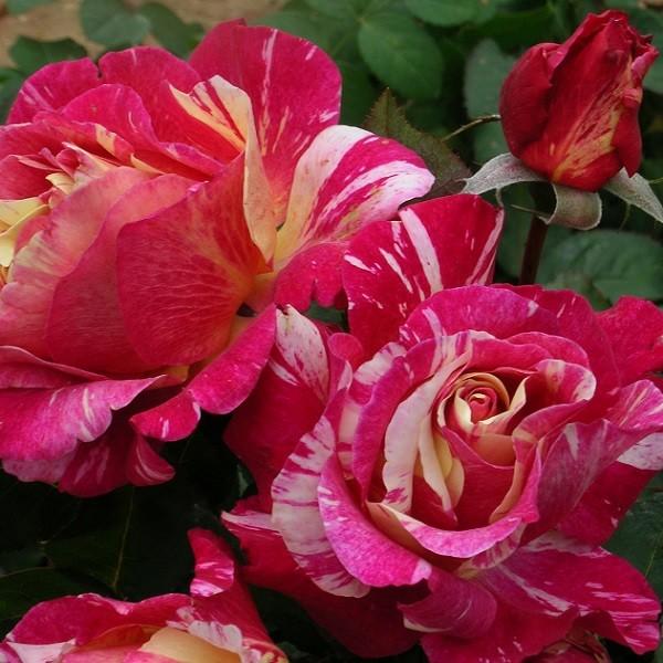 【発売日：2026年04月13日】モーリス・ユトリロ Maurice Utrillo　農林水産省登録品種 四季咲き大輪系 フレンチローズ（デルバール） ペインターシリーズ作出国： フランス花色： 濃赤、黄、白の絞り花期： 四季咲き樹高・幅：...