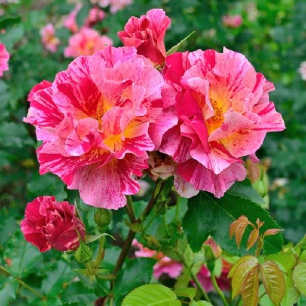 エドガー・ドガEdgar Degas 四季咲き中大輪系 フレンチローズ（デルバール） ペインターシリーズ作出国： フランス花色： 赤と淡いピンク絞り花期： 四季咲き樹高・幅： 1.2×1.5m樹形： シュラブ花径： 8ｃｍ、中大輪花形： セ...