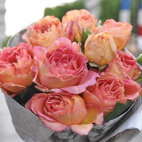 ラ・パリジェンヌ La Parisienne　農林水産省登録品種 フレンチローズ（デルバール）：スヴニール・ダムールシリーズ　四季咲き大輪系作出国： フランス花色： オレンジ、黄複色花期： 四季咲き樹高・幅： 1.2m×1.0m樹形： ブッ...