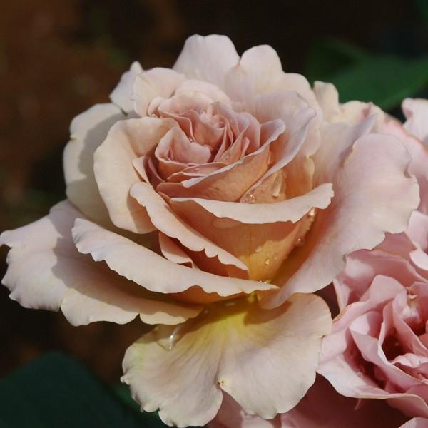 【発売日：2026年04月13日】カフェ　ラテ Caffe Latte 　農林水産省登録品種　登録品種名：ルイア1999B四季咲き　大輪系 ハイブリッド・ティー（HT）作出国: オランダ作出会社: デルイター発表年: 2005 年花色: 明...