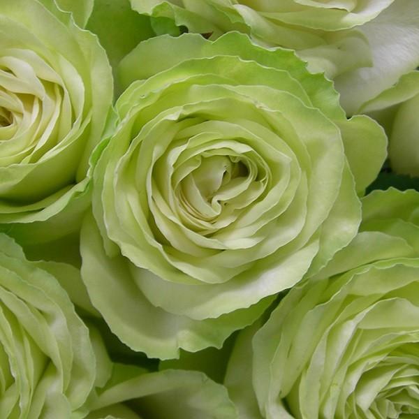 【発売日：2026年04月16日】ワカナ（わかな） Wakana Rosa Orientis　四季咲き中輪系作出国： 日本作出年： 2006年花色： ライムグリーン花期： 四季咲き樹高・幅： 1.2〜1.6ｍ花径： 8cm香り： 強香ナチュ...