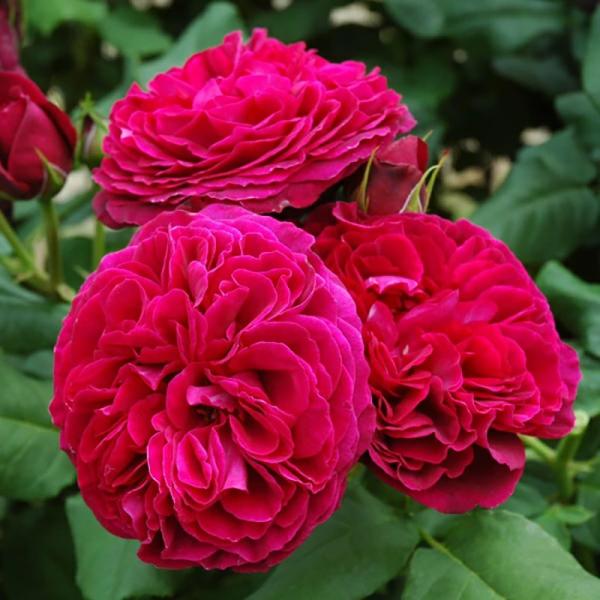 【発売日：2026年04月16日】アストリットグレーンフィンハンデンベルクAstrid Grafin von Hardenberg四季咲き大輪系 ハイブリッド・ティー（HT） アンティークタッチのバラ作出国: ドイツ作出会社: タンタウ発表...