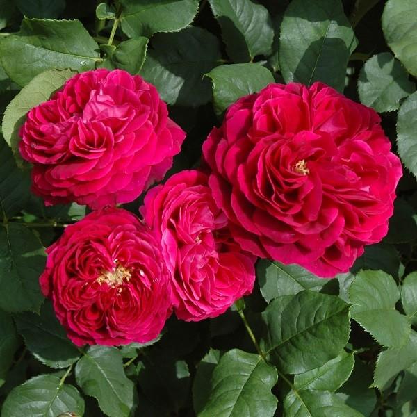 アストリット　グレーフィン　フォン　ハルデンベルクAstrid Grafin von Hardenberg 四季咲き大輪系 ハイブリッド・ティー（HT） アンティークタッチのバラ   ?作出国: ドイツ?作出会社: タンタウ?発表年: 20...