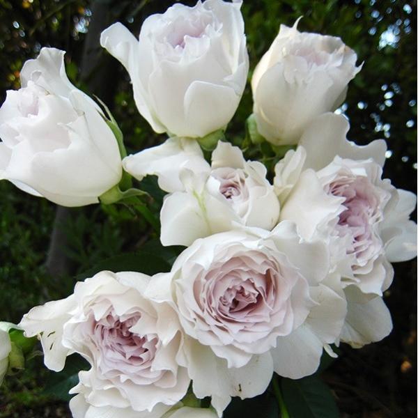 【発売日：2026年04月13日】ガブリエル Gabriel  農林水産省登録品種 四季咲き中輪系　 河本バラ園【ヘブンシリーズ】花色： ピュアホワイト花期： 四季咲き樹高： 1.0m樹形： シュラブ花径： 6〜8cm、中輪花形： ロゼット...