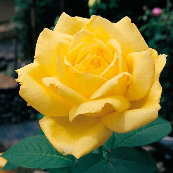 ローズ　ヨコハマ Rose Yokohama 　農林水産省登録品種　登録品種名：ケイハヨコキ四季咲き 大輪系 ハイブリッド・ティー（HT）作出国: 日本作出会社: 京成バラ園芸発表年: 2000 年花色: 明黄花形: 剣弁高芯咲花弁数: 5...