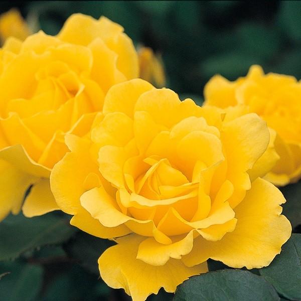 【発売日：2026年04月10日】ヘンリー　フォンダ Henry Fonda 四季咲き　大輪系 ハイブリッド・ティー（HT）作出国: アメリカ作出会社: J&amp;P発表年: 1995 年花色: 深い黄花形: 剣弁高芯咲花弁数: 20〜2...