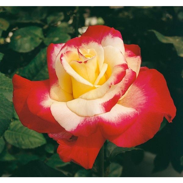 【発売日：2026年04月10日】ダブルディライト (ダブルデライト) Double Delight 四季咲き 大輪系 ハイブリッド・ティー（HT）作出国: アメリカ作出会社: スイム＆エリス発表年: 1977 年花色: クリームに赤の覆輪...