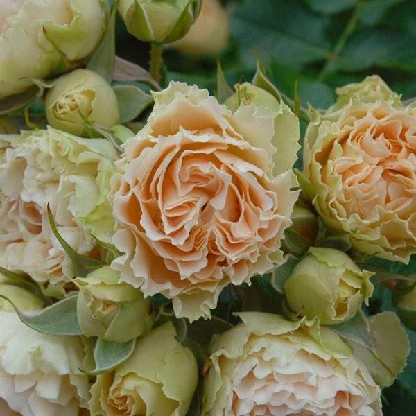 アンティーク　レース Antique Lace 農林水産省登録品種四季咲き中輪系 フロリ・バンダ（FL） アンティークタッチのバラ作出国: オランダ作出会社: デルイター発表年: 2001 年花色: 深みのある杏花形: 波状弁抱え咲花弁数:...