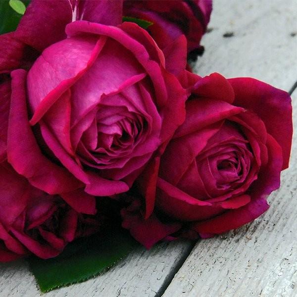 【発売日：2026年04月16日】レッドダイヤモンド Red Diamond 四季咲き大輪系 ハイブリッドティー（HT） Ｆ＆Ｇローズ作出国: 日本発表年: 2013 年花色: 赤紫色花径: 8〜10cm樹高: 1.2m花形: カップ咲き芳...