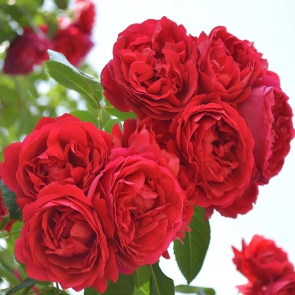 フロレンティーナFlorentinaつるバラ系 （ＣＬ）Climｂing Roses作出国: ドイツ作出会社: コルデス発表年: 2011 年花色: 濃赤花形: 丸弁カップ咲花弁数: 26〜47 枚花径: 7〜9 cm樹高: 2〜2.5 m...