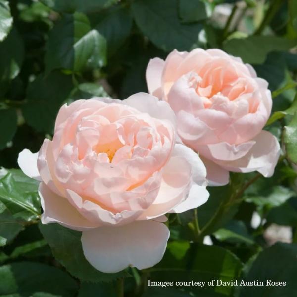 ザ・シェパーデスThe Shepherdess (Austwist)  イングリッシュローズ 四季咲き中輪   カテゴリー　イングリッシュローズ (English Rose Collection) 育種者 　David Austin 花形 ...