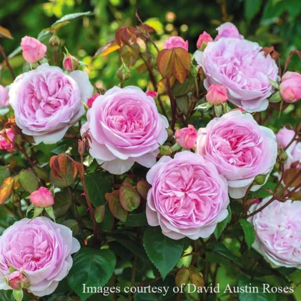 オリビア・ローズ・オースチン ：Olivia Rose Austin (Ausmixture) 農林水産省登録品種イングリッシュローズ（リアンダー・ハイブリッド）：David Austin花形 　八重/多弁強健さ 　強い香り 　濃厚ながらも...