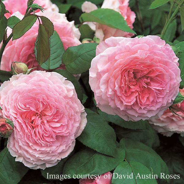 ジェームズギャルウェイJames Galway (Auscrystal) 　農林水産省登録品種　登録品種名：オスクリスタルイングリッシュローズ 中輪系カテゴリー　イングリッシュローズ (English Rose Collection)育種者...