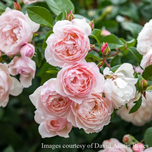 ザ・ジェネラス・ガーデナー：The Generous Gardener(Ausdrawn)  農林水産省登録品種イングリッシュローズ：David Austin 花形 　八重/多弁 強健さ　 強い 香り　 濃厚な香り 連続咲き 非常に返り咲く...