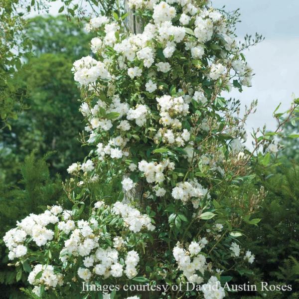 スノー・グースSnow Goose (Auspom) 農林水産省登録品種　登録品種名：オスポムイングリッシュローズ 小輪系カテゴリー　イングリッシュローズ (English Rose Collection)育種者 　David Austin...