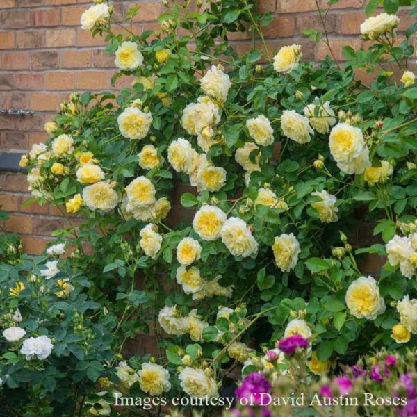 ザ・ピルグリム：The Pilgrim（Auswalker)  イングリッシュローズ ：David Austin 花形 　八重/多弁 強健さ　 強い 香り　 ティー系の香りとなミルラ香り 連続咲き 非常に返り咲く 作出国　　イギリス花弁色　...
