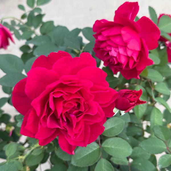 ルベライトrubelliteルベライトの詳細品種名 ルベライトrubelliteブランド ローズなかしま　シリーズ フレグランス ローズ Fragrance Rose作出者 ローズなかしま作出国 日本系統 四季咲き中輪系花色 濃いピンク色花...