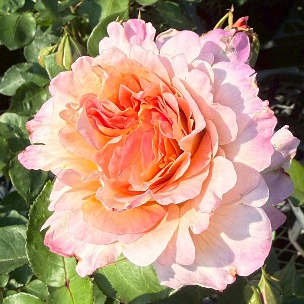 ラ パージュLa pageラ パージュの詳細品種名 ラ パージュLa pageブランド ローズなかしま　シリーズ フレグランス ローズ Fragrance Rose作出者 ローズなかしま作出国 日本系統 四季咲き　中輪花色 アプリコットオレ...