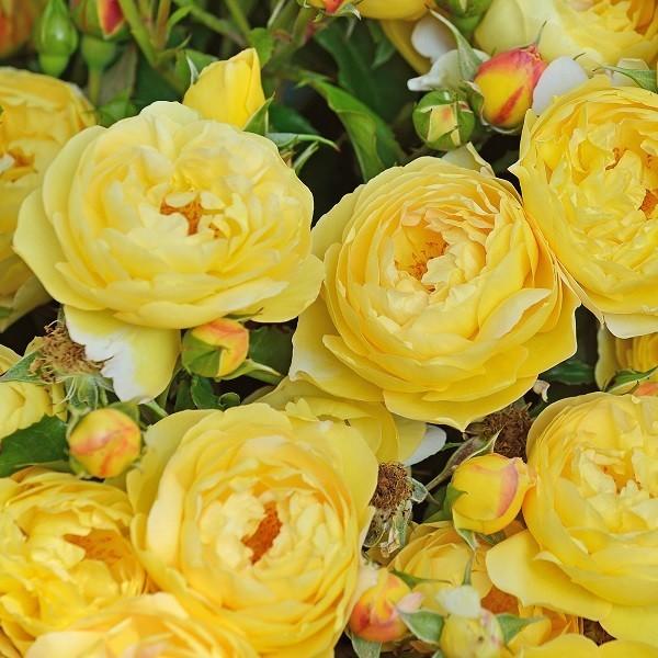 シャトー・ドゥ・シュベルニー Chateau de Cheverny　農林水産省：登録品種　 フレンチローズ（デルバール）：スヴニール・ダムールシリーズ　四季咲き中輪　作出国： フランス花色： 黄色〜レモンイエロー花期： 四季咲き樹高・幅 ...